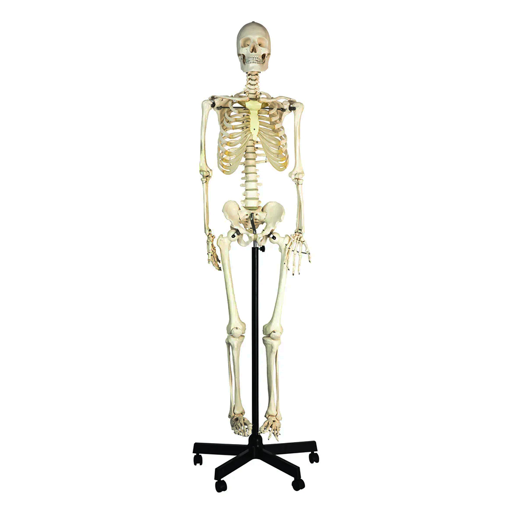 Life-Sized Full Body Human Skeleton Model - Pelvic-Mounted Stand ...