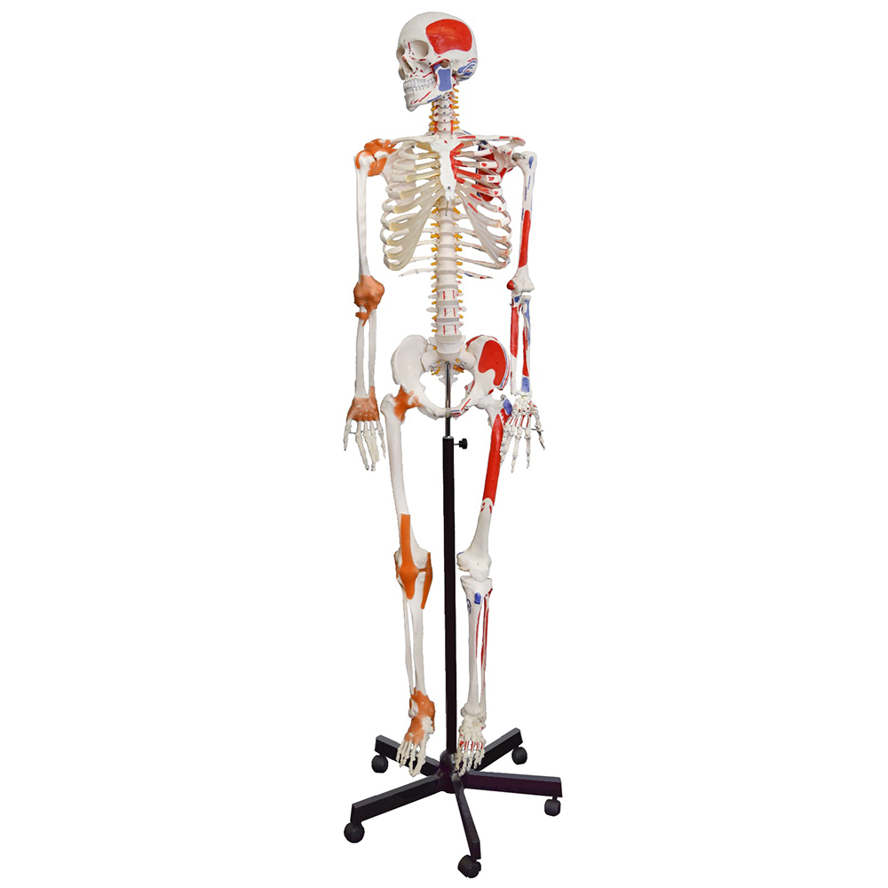 Life-Sized Full Body Human Skeleton Model with Painted Muscles ...